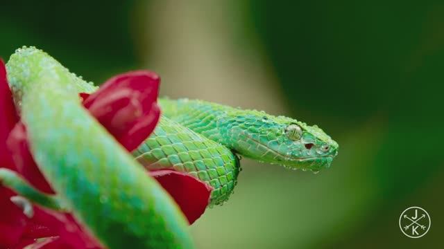Коста Рика - COSTA RICA в 4K 60fps HDR (ULTRA HD)