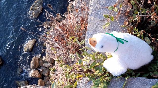 Успокаивающие видео| Шум и вид моря с обрыва в Крыму | Гусь и море