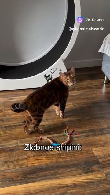 итальянские коты