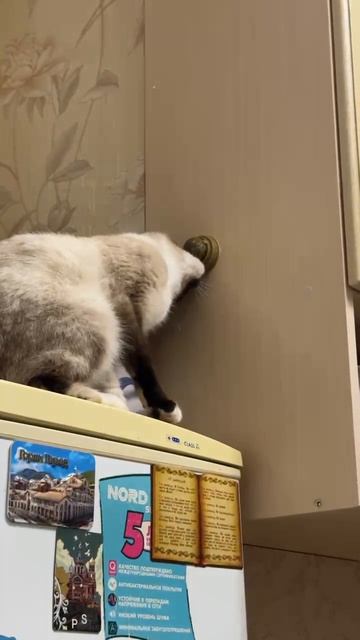 Эко, глянь- ка,  чего исполняет!!!Киска хочет ласки.