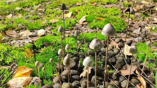 Что за гриб? Августовский лес