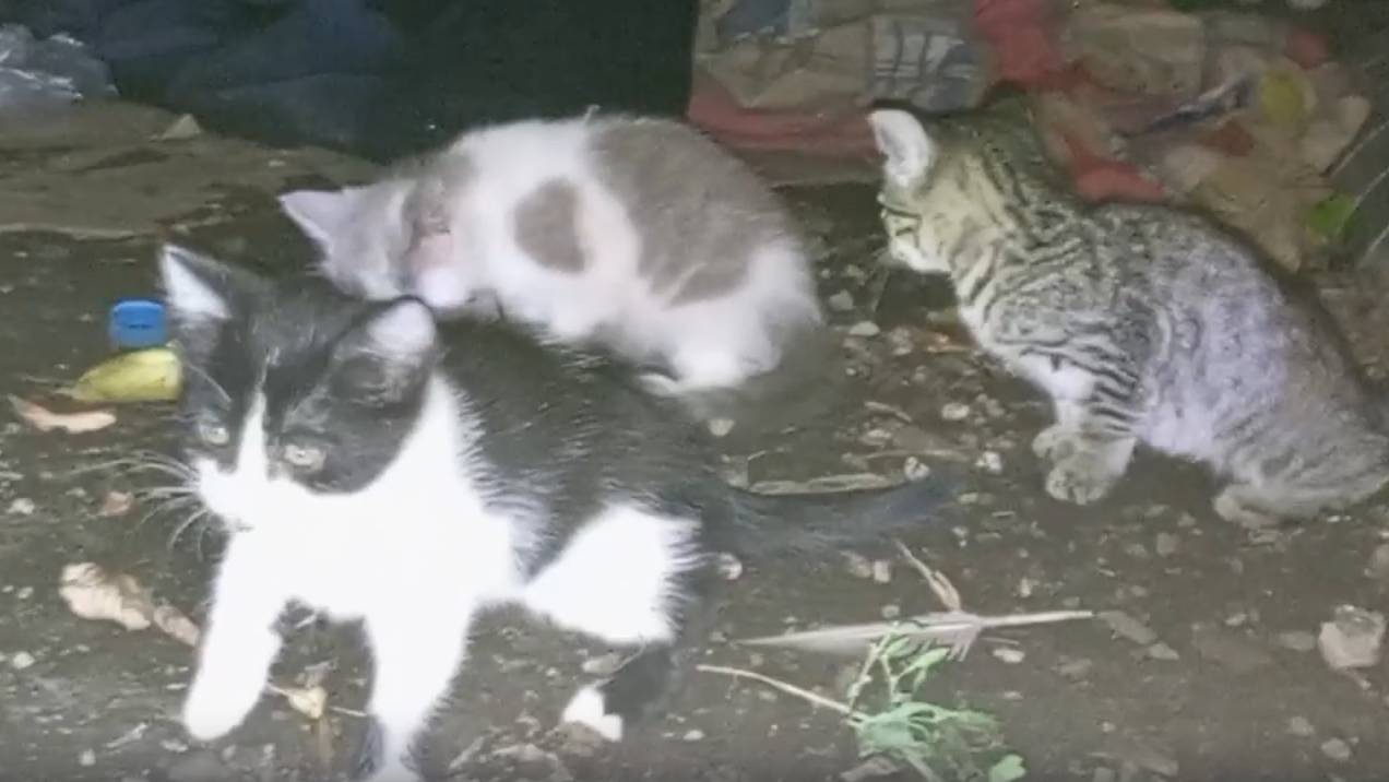 ПОСЕЛОК ДЖАЛИЛЬ, БРОДЯЧАЯ КОШКА И ЕЕ КОТЯТА ПОД ЛЕСТНИЦЕЙ 20250819 2