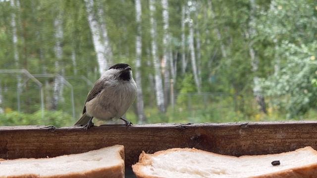 2025-08-21 Кормушка - 15 минут с птичками - 4 K