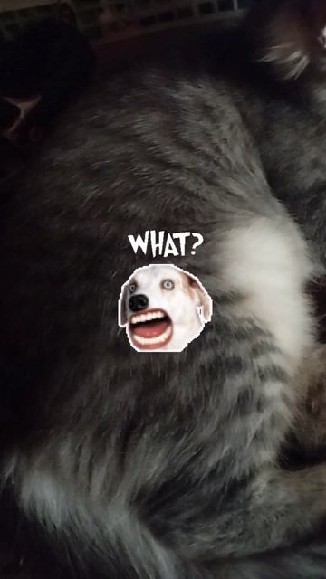 минка кошка Мисти.mp4