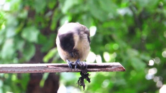 КАК ПТЕНЕЦ БОЛЬШОЙ СИНИЦЫ ЕСТ СЕМЕЧКУ?