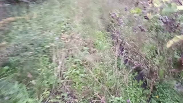 Прогулка по дорогам детства...