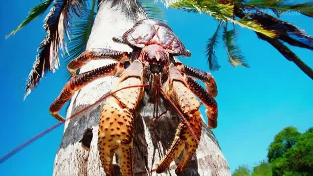 Сколько лет может прожить рак-отшельник Кокосовый краб, Пальмовый вор (Coconut crab) — Birgus latro?