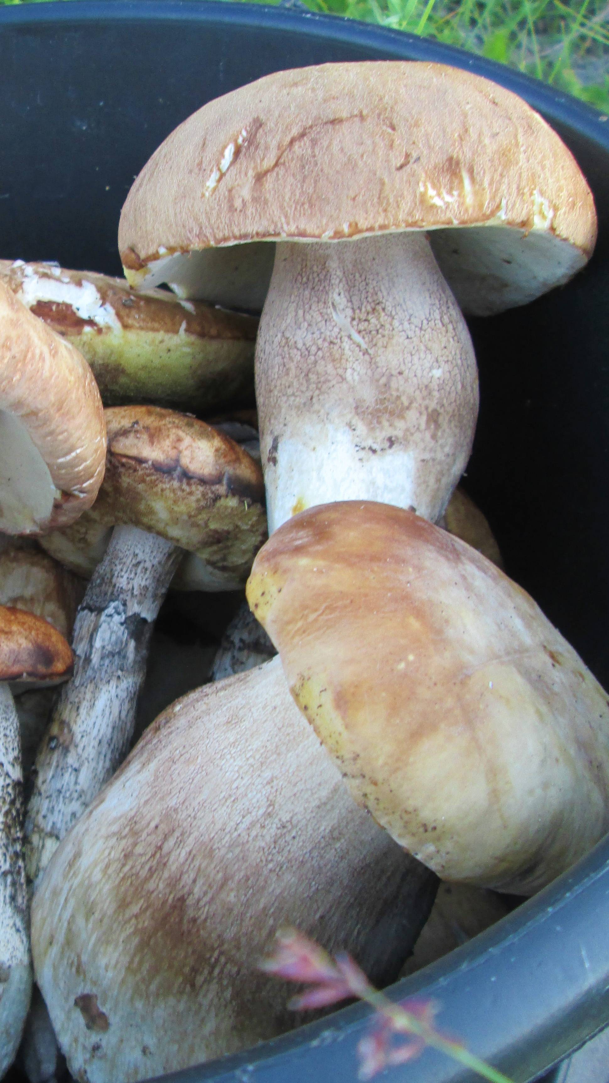 Мои грибочки!