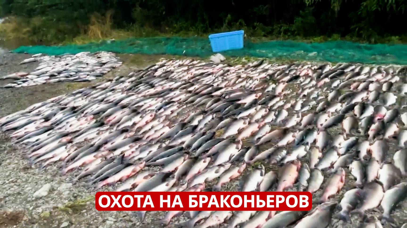 Битва за лосося: дроны и мобильные группы против браконьеров на Сахалине. На грани 20.08.25