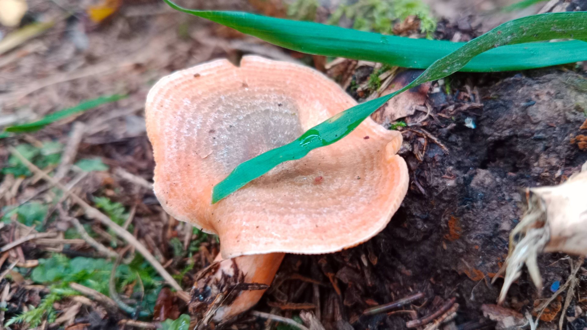 Грибная обстановка 20 августа на северо-западе Подмосковья