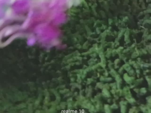 Какую консистенцию травы Кипрей мы  получаем через сутки, заготавливая Иван-чай из корней и листьев.