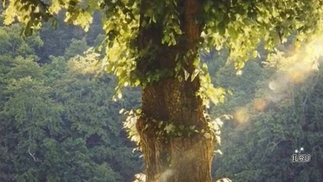 Бабушка, которая умела молиться  - Рассказы из жизни читать реальные истории