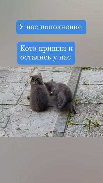 Неизвестные котики пришли домой к тёте