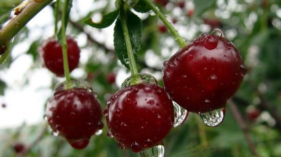 Вишня. Михаил Исаковский.