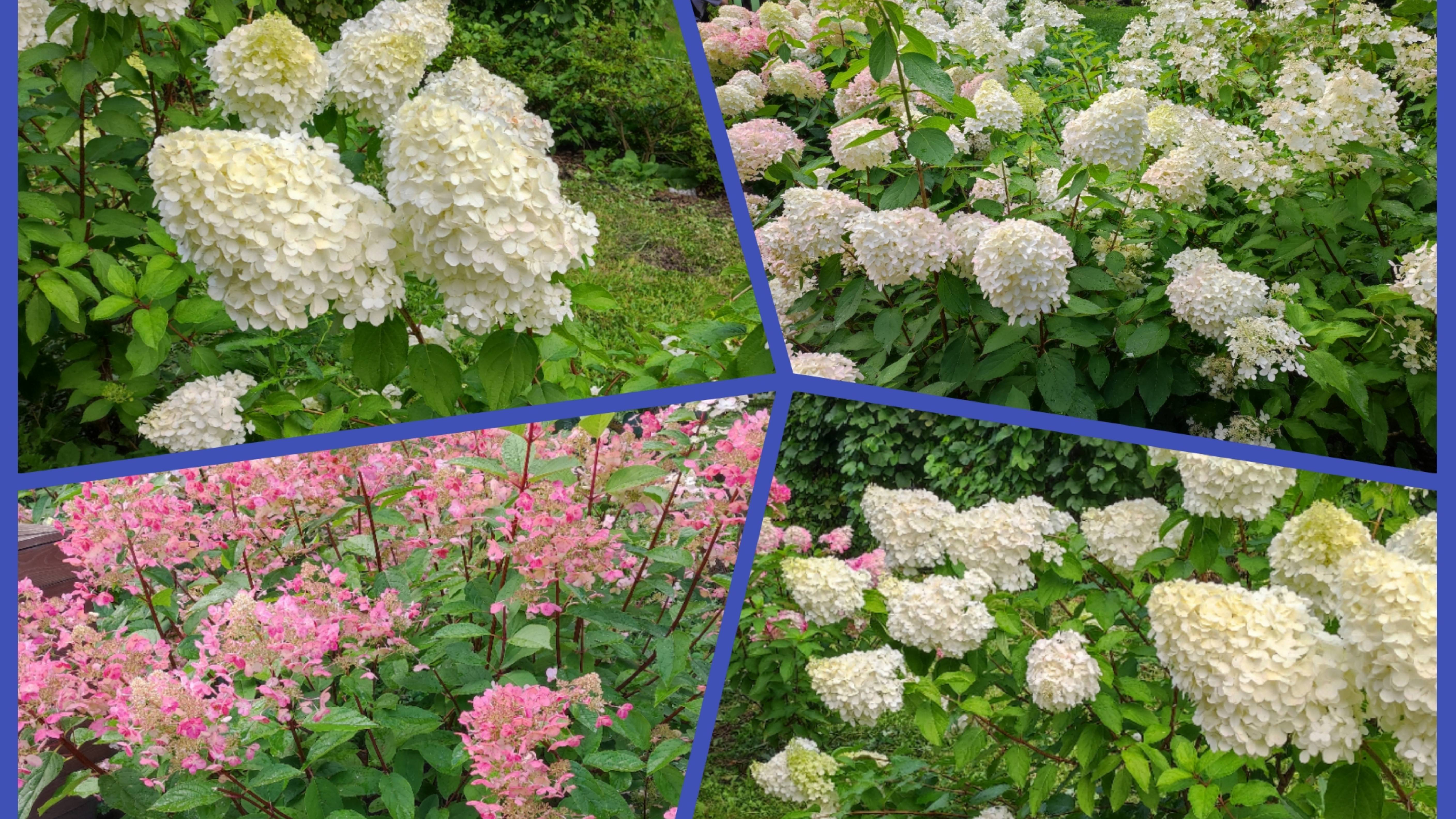 Ботанический сад Петра Великого, Санкт-Петербург, гортензии, август 2025 гола