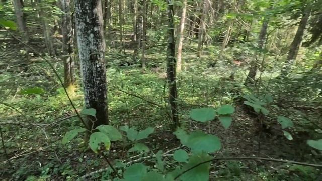 20.08.2025. вылазка в лес за грибами Ленинградская область Ломоносовский район