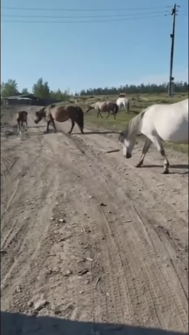 Дьөһөгөй оҕолоро