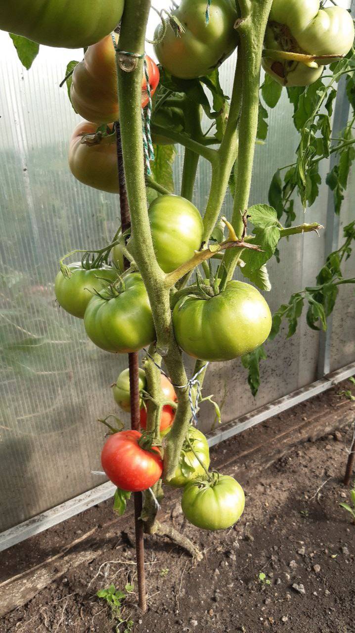 ОБЗОР СОРТА ТОМАТА - ЭЛЯ 22 (СЕЛЕКЦИЯ ПОЛЬША)