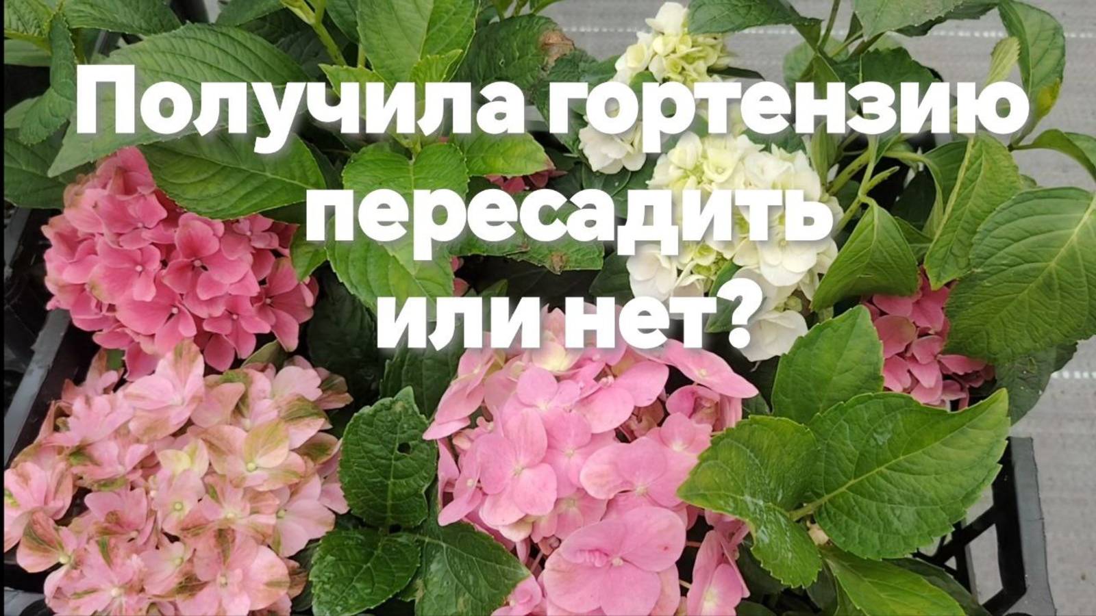 Получила гортензию перевалить или нет в больший объем?