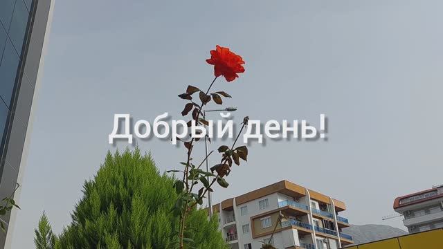 Осень в Турции Аланья Махмутлар. Рынок по вторникам  покажу цены, октябрь.