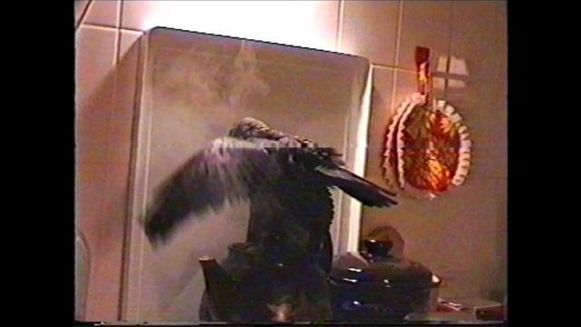 1995 ГАЛЧОНОК