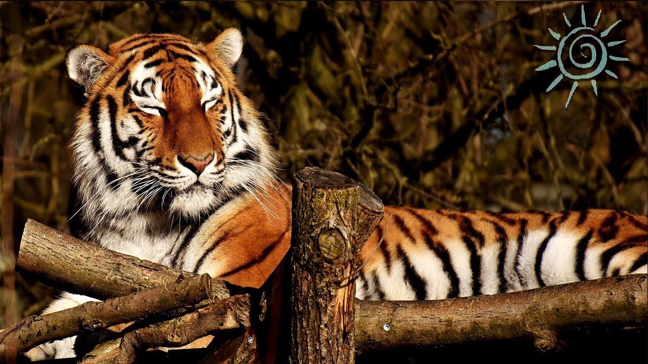 Relaxing Sleep Music Deep Sleep Music, Peaceful Music, Sleep Meditation, Relaxing Music