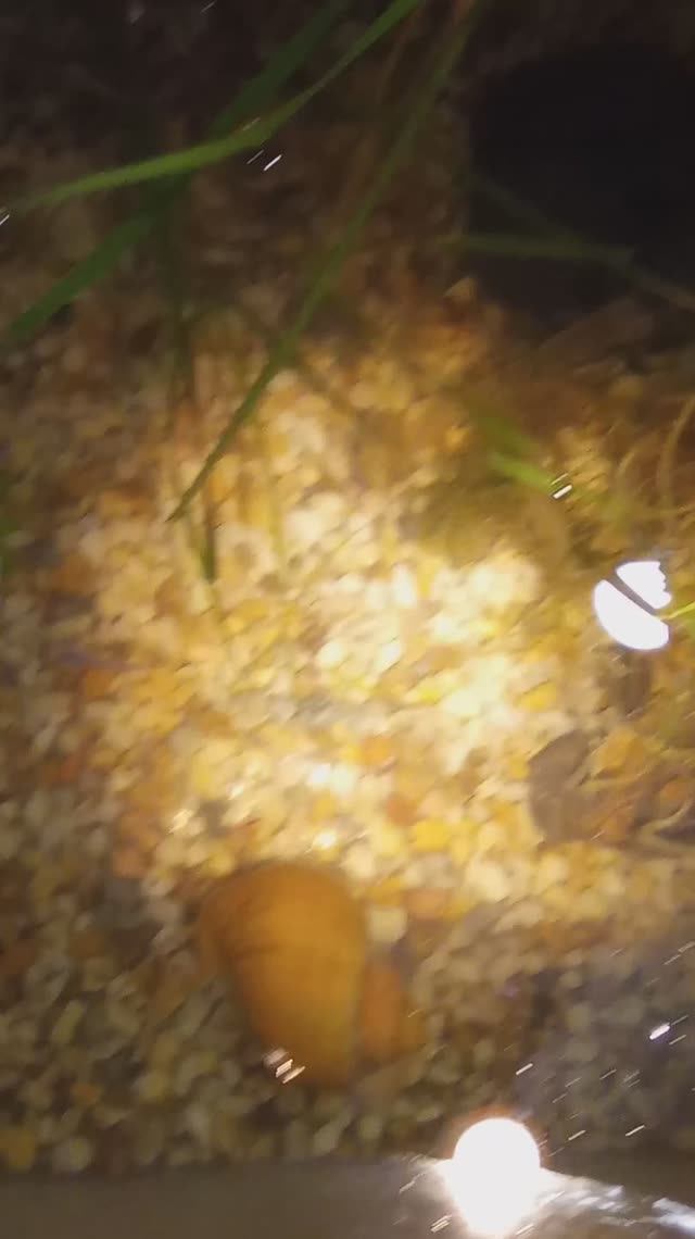 Улитка ампуллярия.