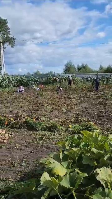 Нифигасе поели шашлыков! )))