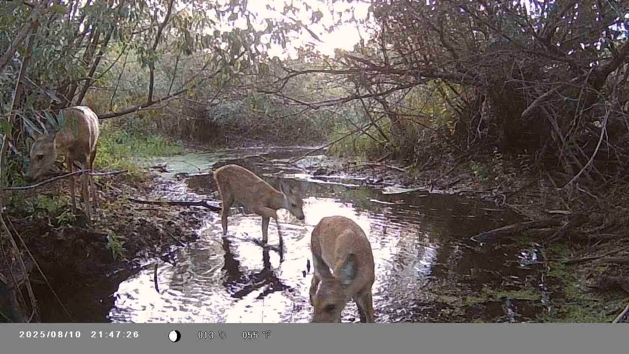 КОСУЛИ ВО ВСЕЙ КРАСЕ!!! МИР ДИКОЙ ПРИРОДЫ!!! ФОТОЛОВУШКА!