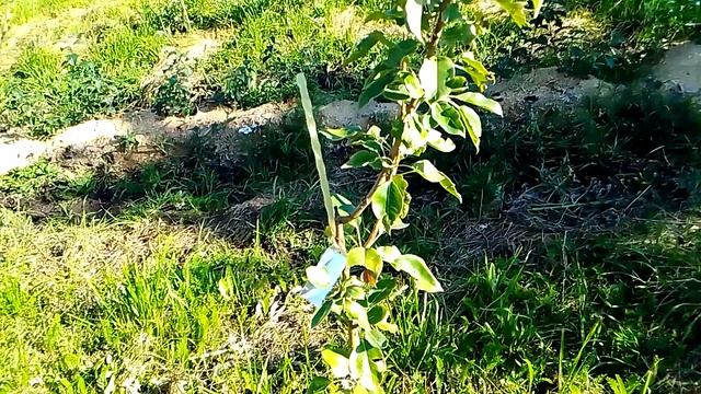 краткий обзор сортов груш, обещал в группе показать, часть первая.