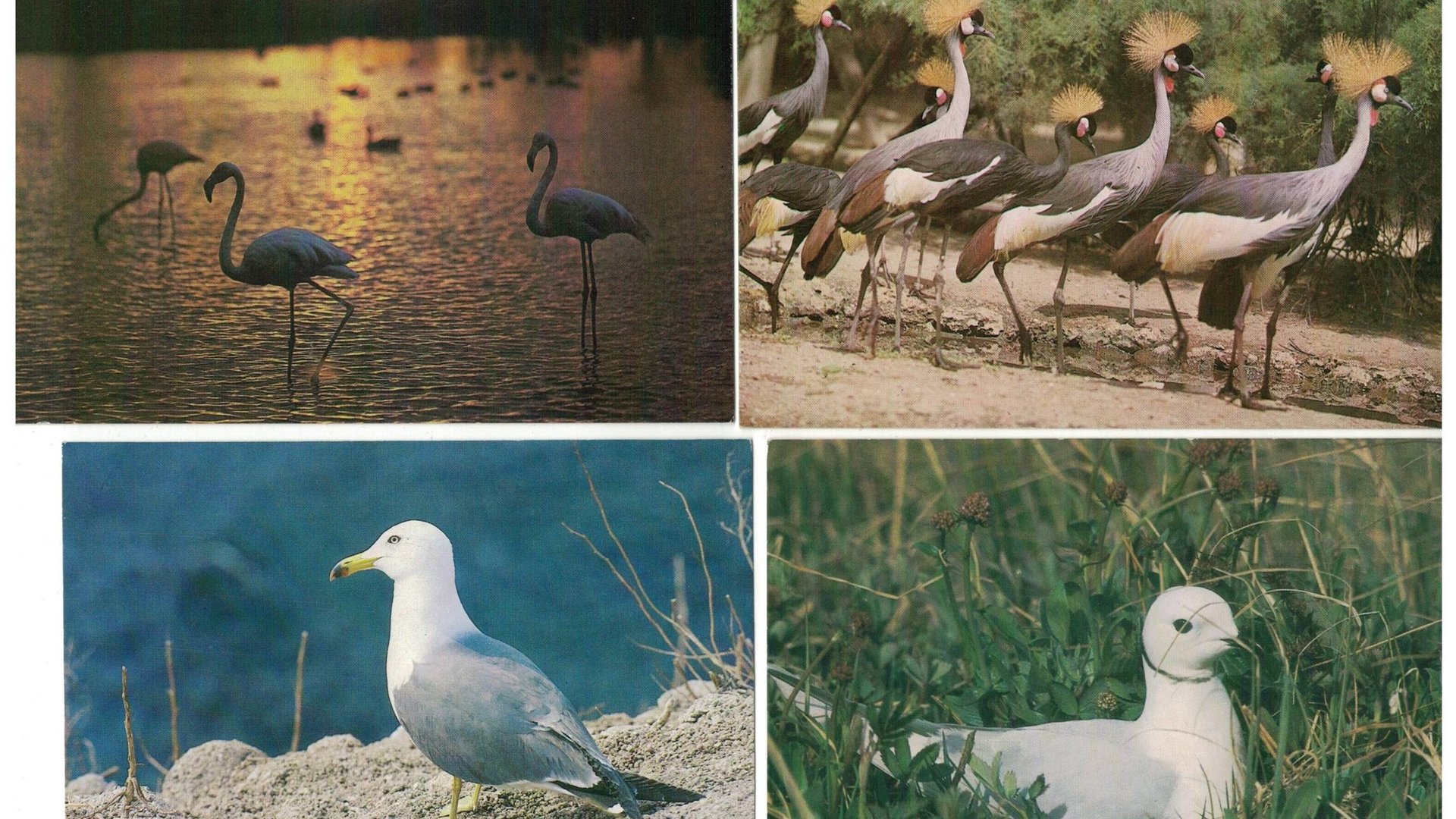 Коллекция открыток..