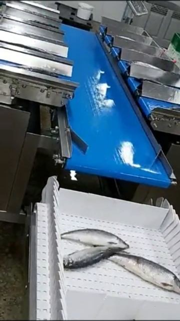 Сортировка рыбы на линейном весовом дозаторе