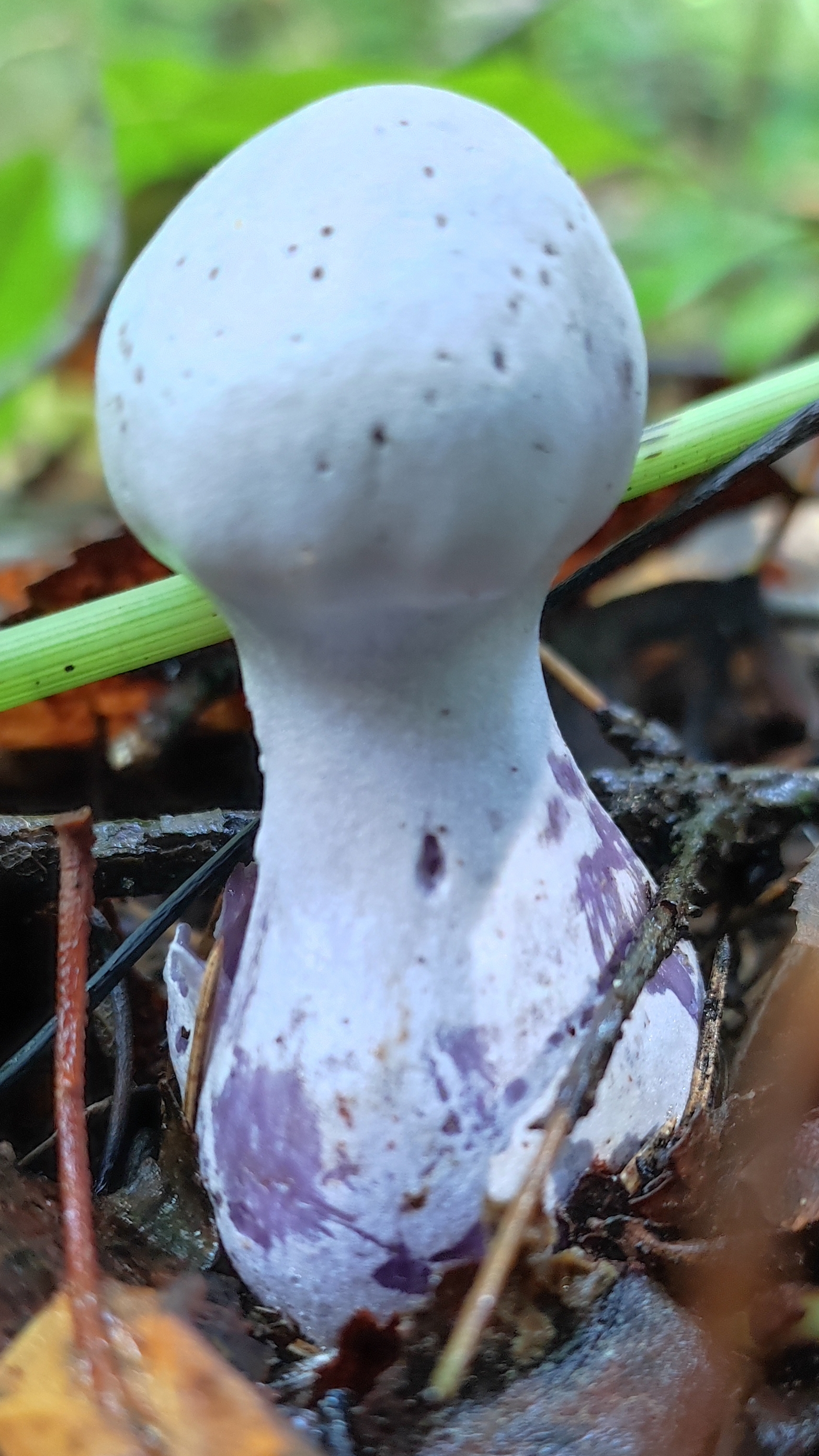 Как называется этот гриб фиолетовый?