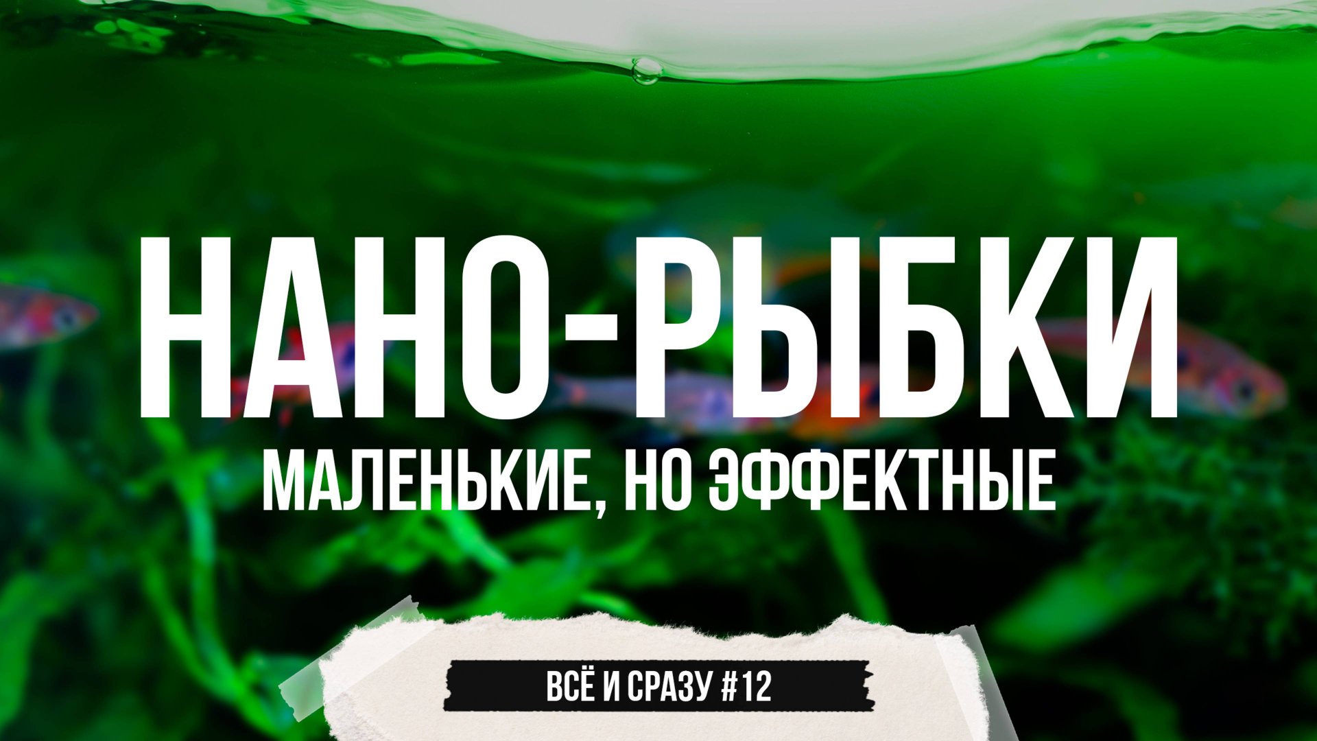 Аквариумные нано-рыбки. Маленькие, но эффектные
