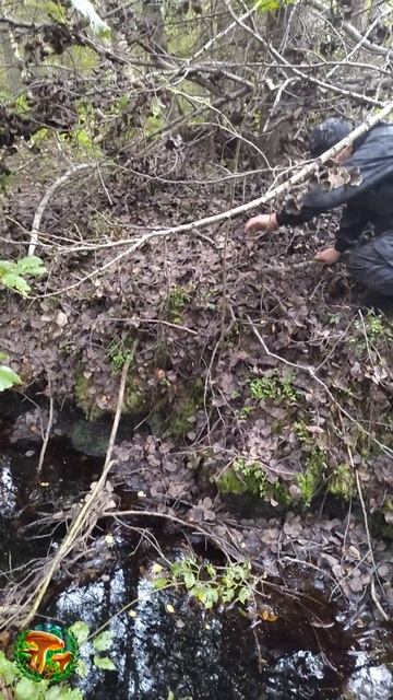 Работа грибника и опасна и трудна)))