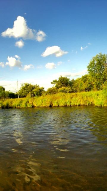 Из мутной воды в синее небо🌞 #лето #речка #голубоенебо