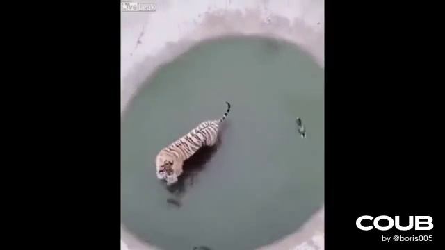 Утка троллит тигра