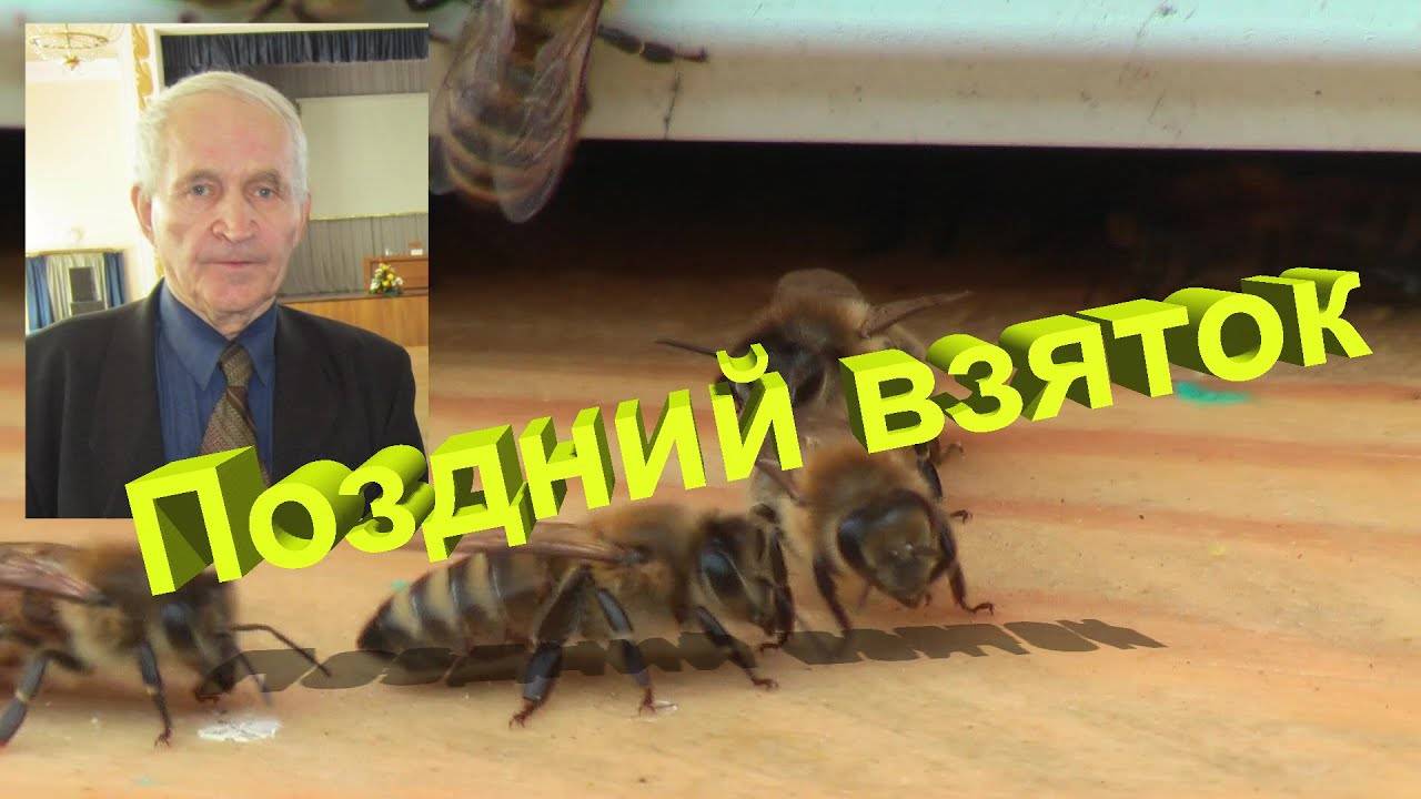 Научный взгляд на поздний взяток: отвечает профессор Кашковский