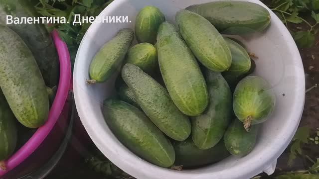 19.08.2025 И нам хватит и коз угостим. Лайфстайл