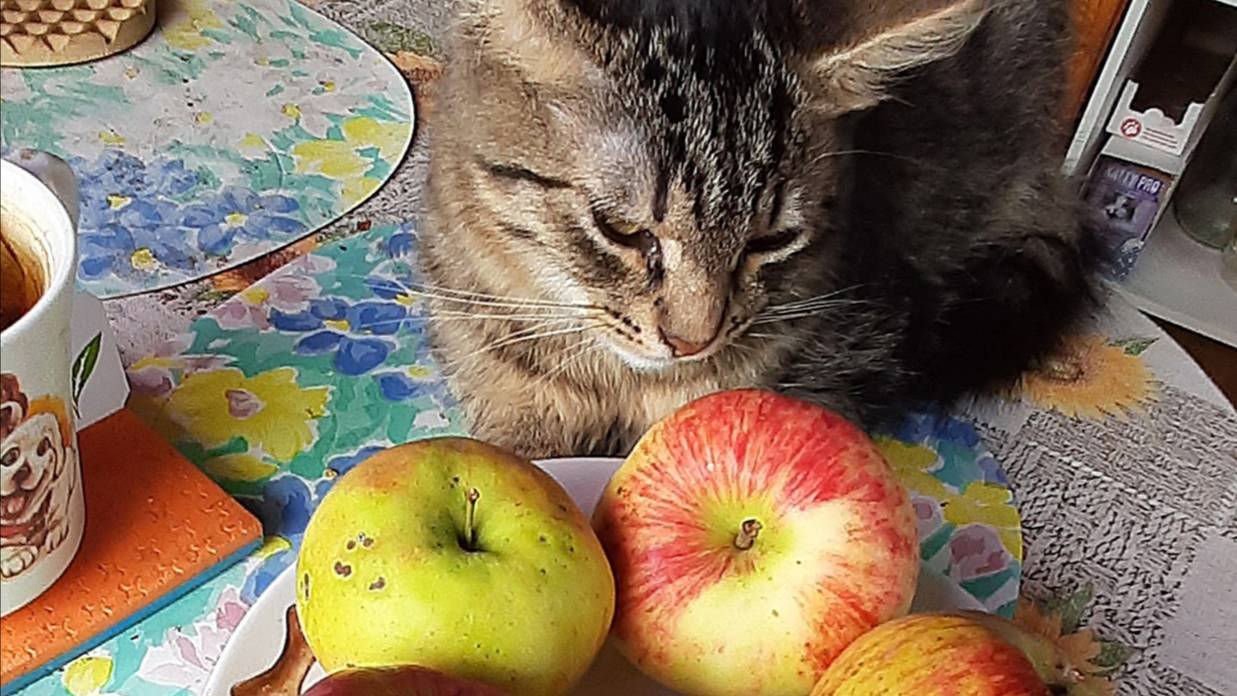 Яблочный Спас-VIII-2025