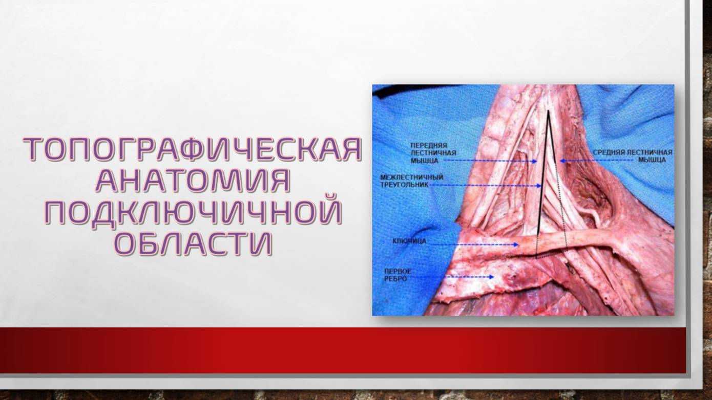 ТОПОГРАФИЧЕСКАЯ АНАТОМИЯ ПОДКЛЮЧИЧНОЙ ОБЛАСТИ