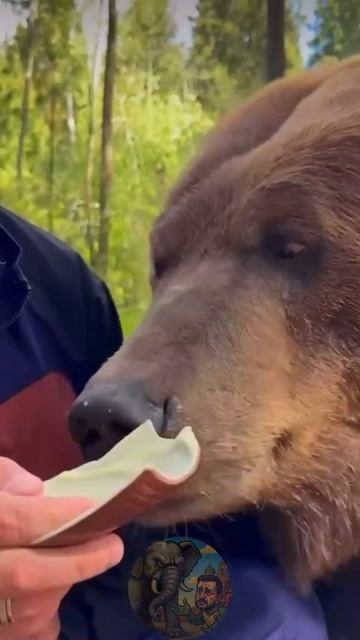 МИХАЛЫЧ НАБИРАЕТЬСЯ СИЛ.СКОРО НА ПОЗИЦИИ!!!