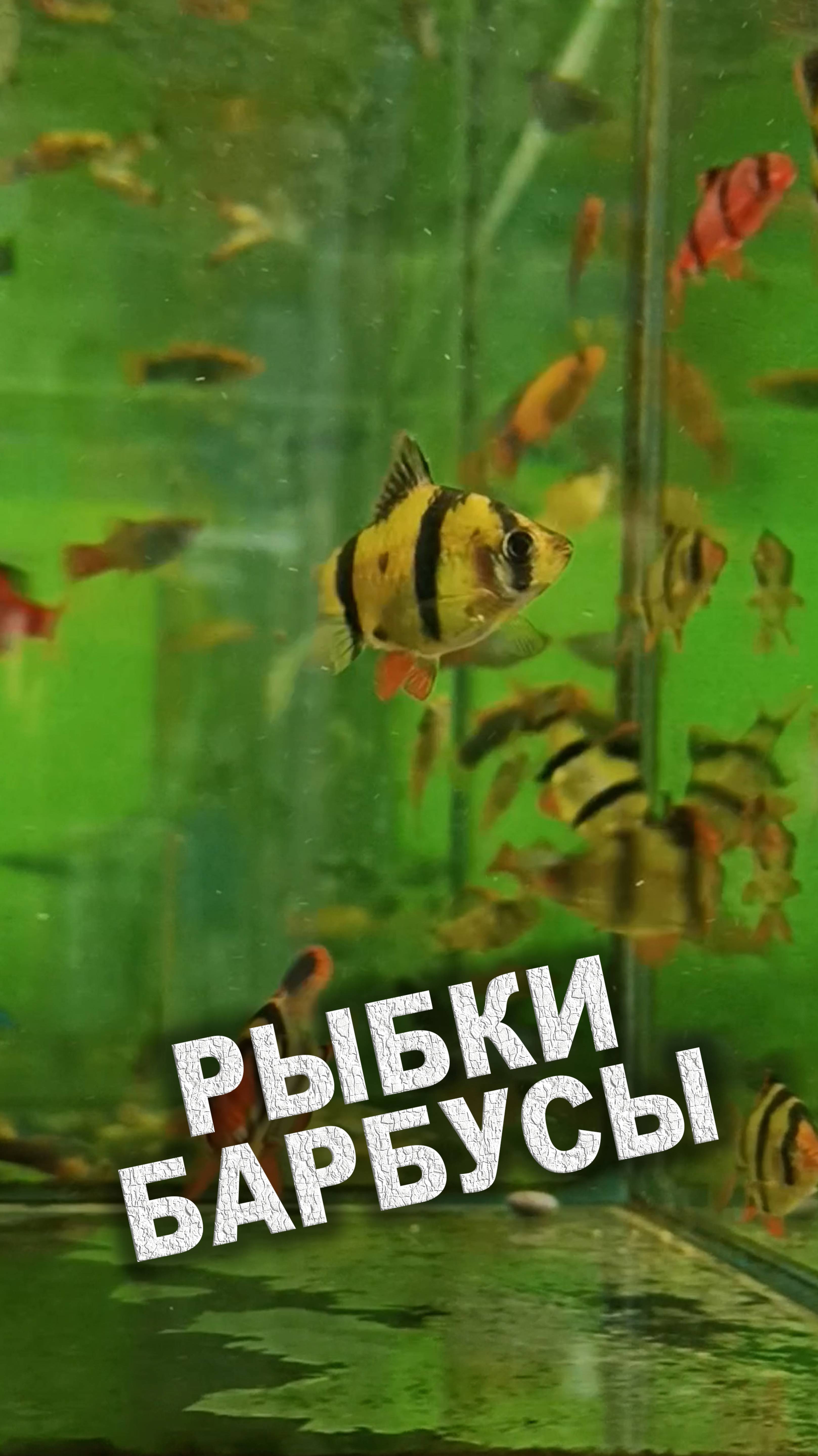 Рыбки барбусы