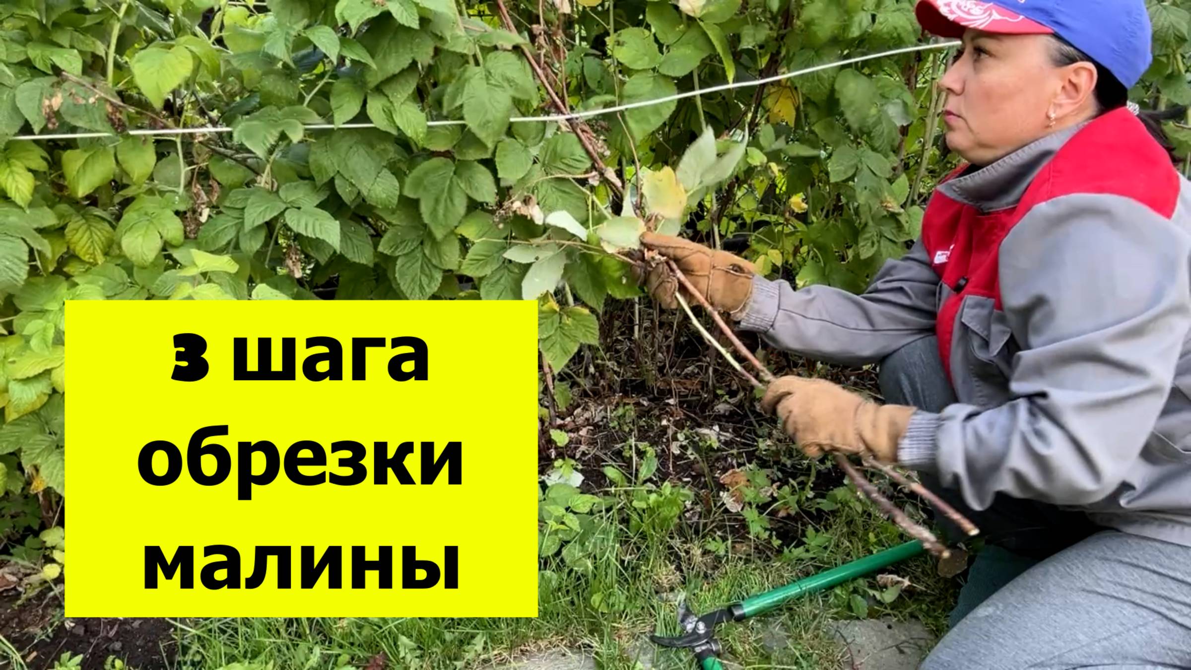 Как обрезать малину после сбора ягод? 3 простых шага правильной обрезки летней малины после сбора