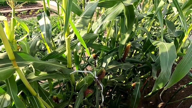 Отбираю початки кукурузы на семена