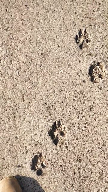 Следы на бетоне