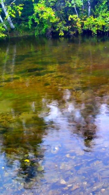 Лето превращается в осень под дождем💧 #осень #речка #природа