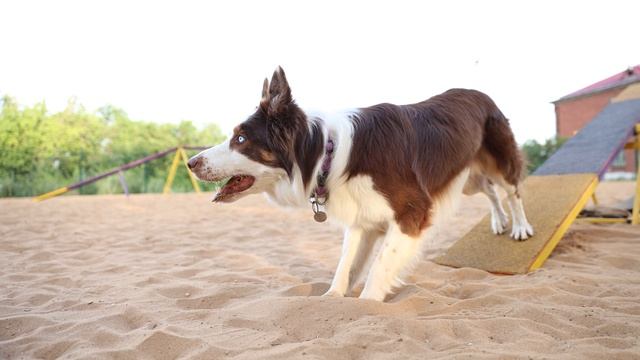 Кинологический спорт Аджилити