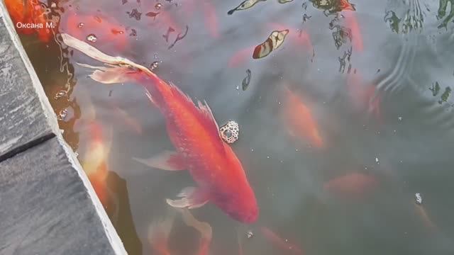 Рыбки. Набережная Владивостока