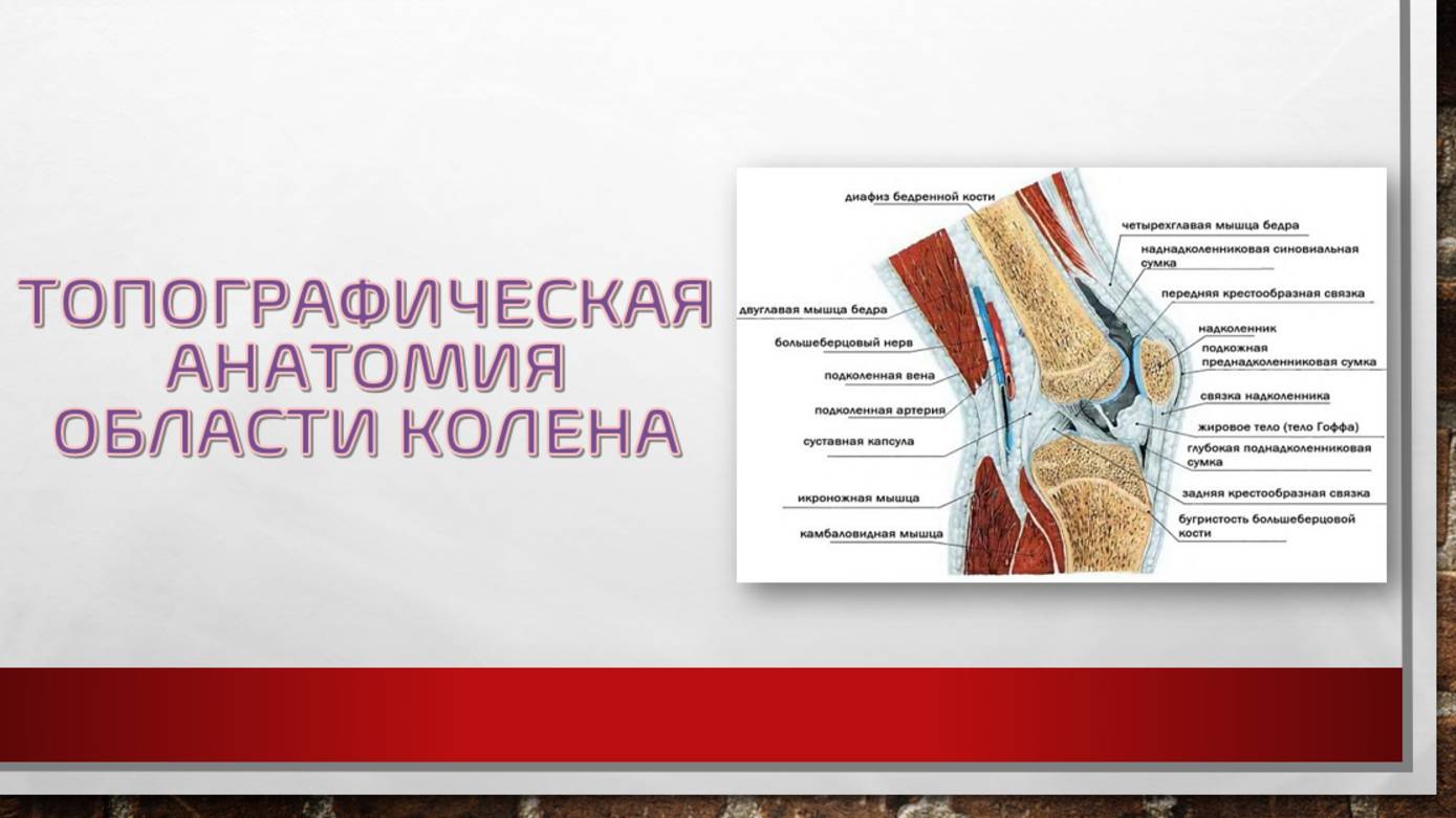 ТОПОГРАФИЧЕСКАЯ АНАТОМИЯ ОБЛАСТИ КОЛЕНА